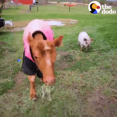 Funny Pig Gif