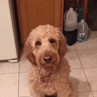 Secret-dog GIFs - Get the best GIF on GIPHY