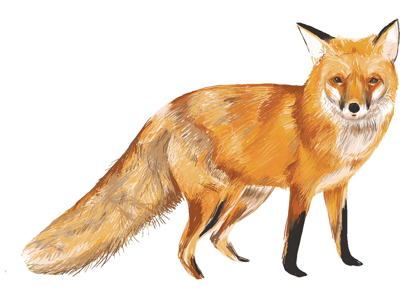 Fisunka Sticker by Rhiannon Kate for iOS & Android | GIPHY