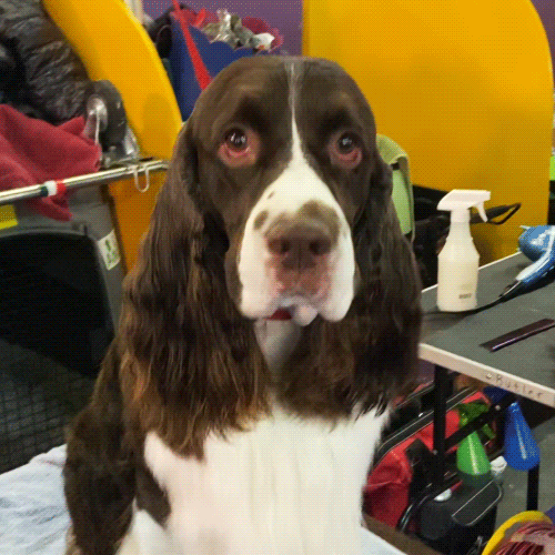 English Springer Spaniel GIFs - Get the best GIF on GIPHY