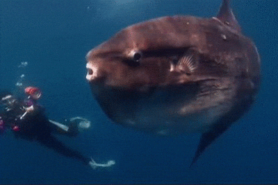 Sea-creatures GIFs - Get the best GIF on GIPHY