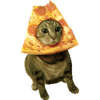 Transparent Pizza Cat Tumblr