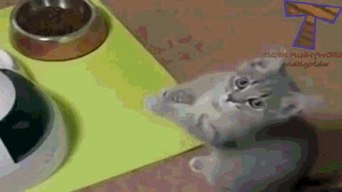 New Giphy photo tagged: cat, food, begging – Cats On Web