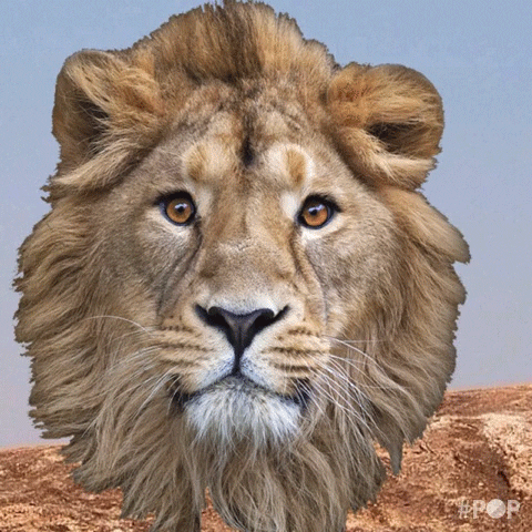 Lion Yawn GIFs - Find & Share on GIPHY