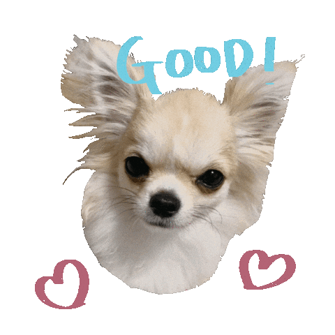 Dog Yes Sticker for iOS & Android | GIPHY