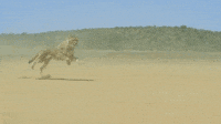 Cheetahs Running Gif