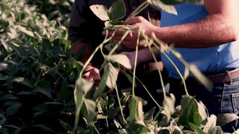 Soybean Check GIFs - Get the best GIF on GIPHY