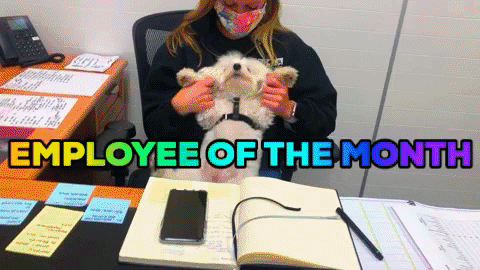 Employee Of The Month Work Life GIF by Peninsula Humane Society & SPCA ...