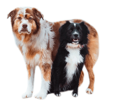 Best Dog Gifs by Diggs Pet | GIPHY