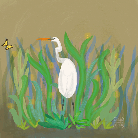 Happy Blue Heron GIF by Chris Olson - Find & Share on GIPHY