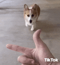 Excited Corgi Gif