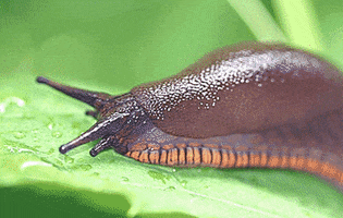 Slugs GIFs - Find & Share on GIPHY