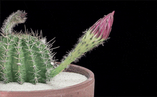 Cactus GIFs - Find & Share on GIPHY