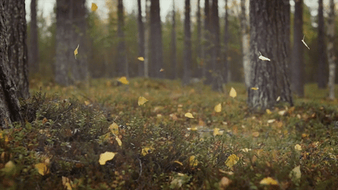 Leaves Falling Off Trees Gif