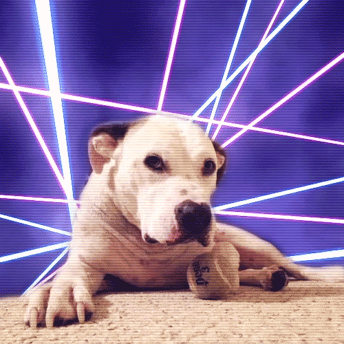 Art Dog GIF by 29thfloor - Find & Share on GIPHY