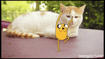 Blinking Cat GIFs - Find & Share on GIPHY