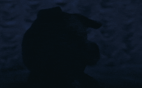 Animal Nitrate GIFs on GIPHY - Be Animated