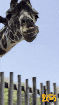 Giraffes Fighting Gif