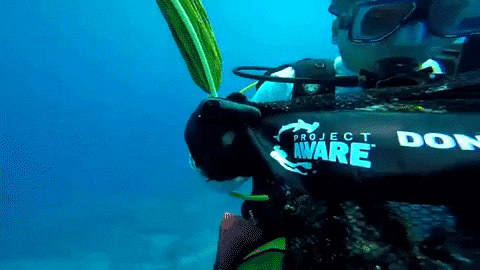 Ocean Scubadiver GIF by Project AWARE - Find & Share on GIPHY