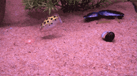 Aquarium Gif