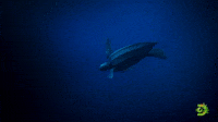 Expedition-deep-ocean GIFs - Get the best GIF on GIPHY