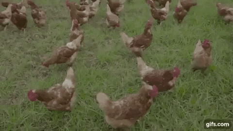 Running Chicken Gif