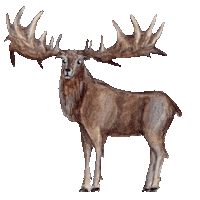 Deer Animated Clipart Gif