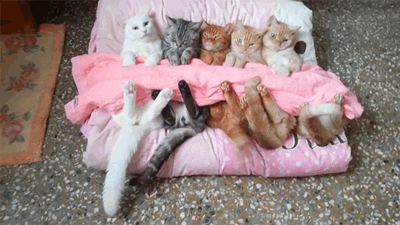 Duvet Day GIFs - Get the best GIF on GIPHY