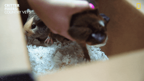 National Geographic Vets GIF by Nat Geo Wild - Find & Share on GIPHY