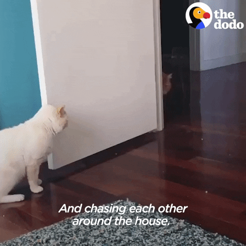 Chasing Gif