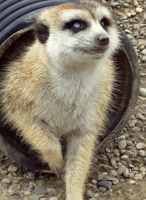 Meerkat GIF by Cincinnati Zoo - Find & Share on GIPHY