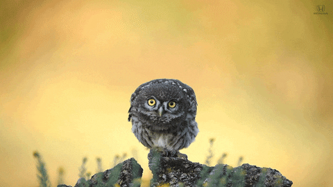 Oh Yeah Dancing GIF by Honda - Find & Share on GIPHY