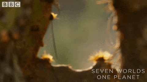 Bird Hiding GIF by BBC Earth - Find & Share on GIPHY