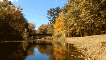 Autumn GIFs - Find & Share on GIPHY