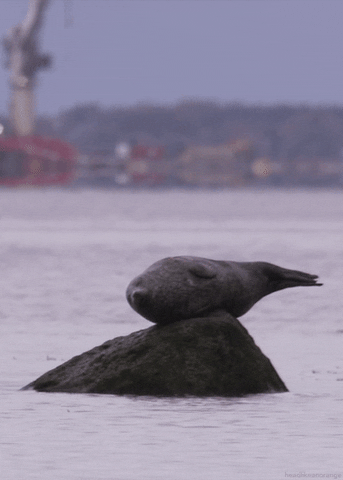 Harbour-seal GIFs - Get the best GIF on GIPHY
