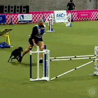 AKC Agility Invitational by American Kennel Club | GIPHY