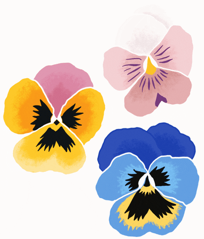 Pansy Flower GIFs - Get the best GIF on GIPHY
