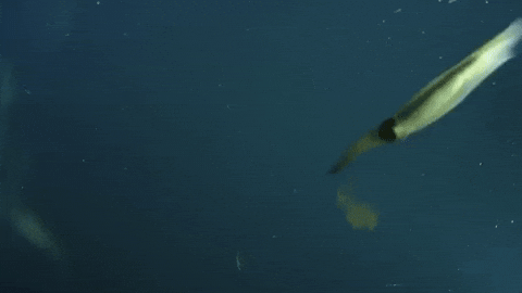 Baby Cuttlefish Gif