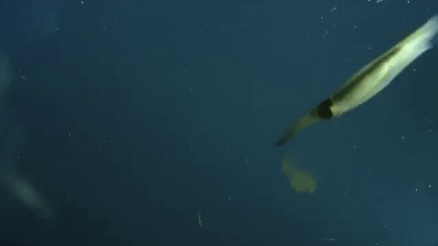 Octopus Shooting Ink