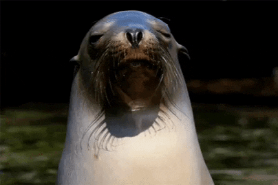 Patagonia Explorer GIF - Find & Share on GIPHY