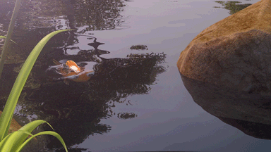 Tiger Fish GIFs - Get the best GIF on GIPHY
