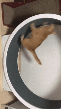 Funny Cat Fail Gifs
