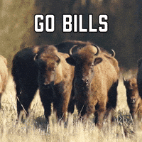 Buffalo Meme