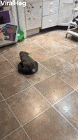 Robot-rabbit GIFs - Get the best GIF on GIPHY