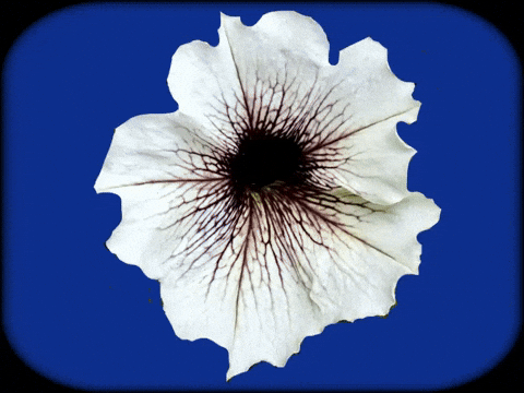 Flowers GIFs on GIPHY - Be Animated