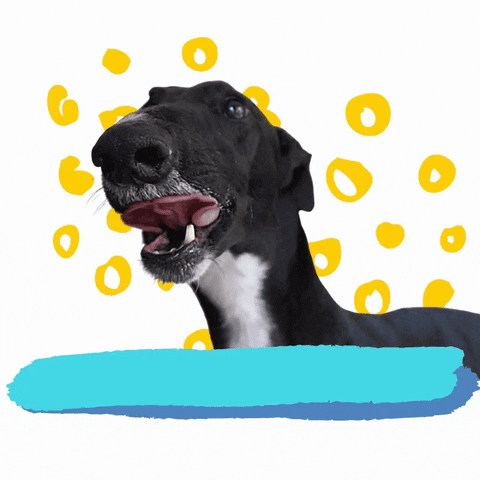 Rescue Dog GIF by Greyhound Rescue - Find & Share on GIPHY