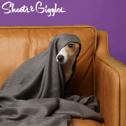 Throw-blankets GIFs - Get the best GIF on GIPHY