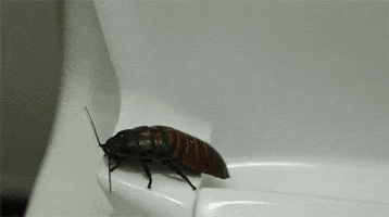 Cockroach Challenge GIFs - Find & Share on GIPHY