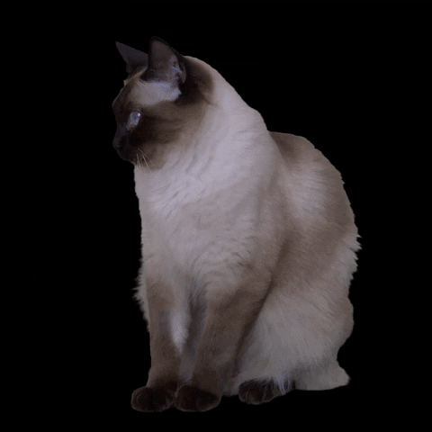 Ragdoll Cat Puffy GIFs - Find & Share on GIPHY