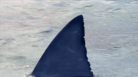 I Was Prey Shark Week GIFs - Get the best GIF on GIPHY